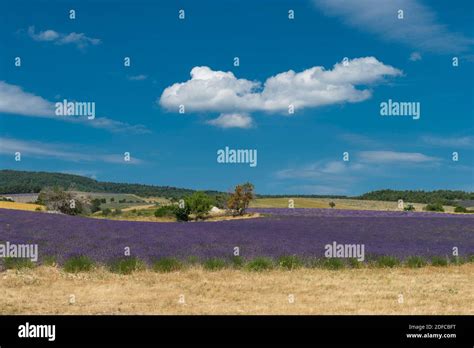France Drome Ferrassieres Lavender Fields Blue Sky And Small White
