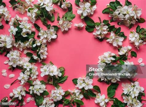 파스텔 종이로 만든 분홍색 배경에 꽃 사과 나무와 녹색 잎의 프레임 공백과 공간을 복사하여 텍스트를 삽입합니다 0명에 대한 스톡 사진 및 기타 이미지 Istock