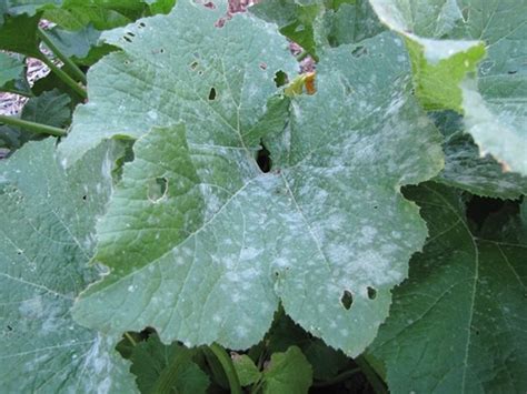 Брашнеста мана по краставици Български Фермер