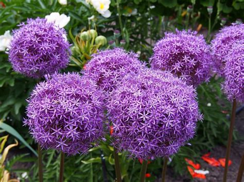Allium Gladiator Growing Guides