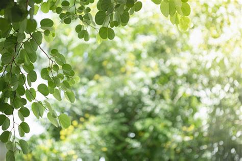 자연보기 녹색 난초 나무 잎을 닫아 햇빛 아래 흐린 녹지 배경에 보케와 복사 공간 배경 자연 식물 풍경 생태 벽지 개념으로 사용 0명에 대한 스톡 사진 및 기타 이미지