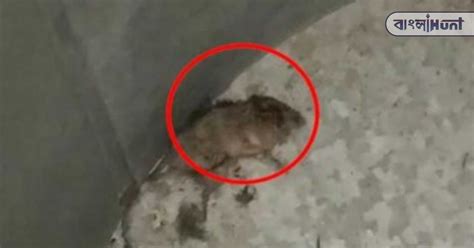 সাপের পর এবার মিড ডে মিলের চালে মিলল ইঁদুর টিকটিকি উত্তেজনা মালদার