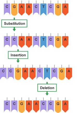 Frameshift Mutation Examples
