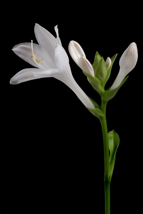 White Flower Black Background Hd Image Best Flower Site
