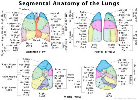 Lung Lobe Anatomie Lung Lobes Definition Anatomy Functions
