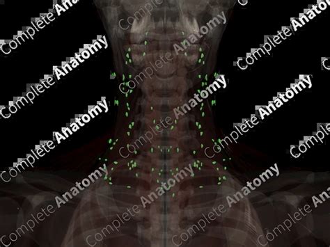 Lymph Nodes Of Neck Complete Anatomy