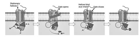 Meet Flippase Julia Migliore