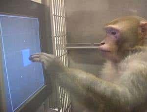 Monkeys Show Signs Of Advanced Memory Powers New Scientist