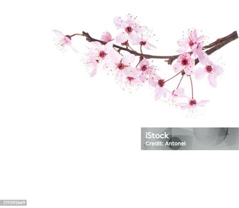 흰색 배경에 고립된 사쿠라의 밝은 분홍색 꽃이 있는 가지 벚꽃에 대한 스톡 사진 및 기타 이미지 벚꽃 꽃 식물 봄 Istock