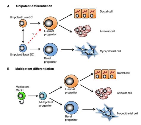 Hierarchical Structure And Plasticity Of Mammary Stem Cells The