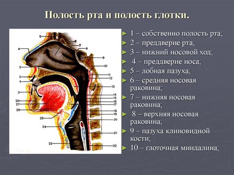 Анатомия и физиология органов полости рта глотки и пищевода