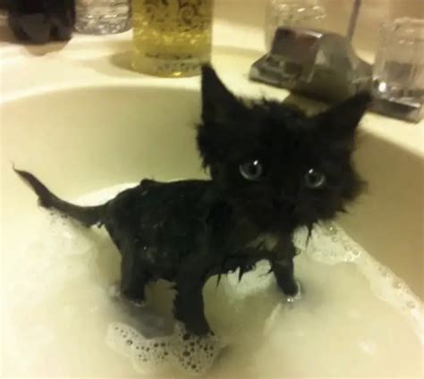 Cobalt Lab Cobalt Lab