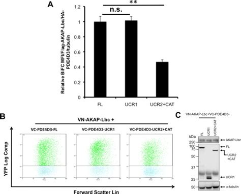 Flow Cytometric Analysis Of Bimolecular Fluorescence Complementation A High Throughput