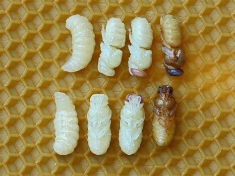 An In Depth Look At The Honey Bee Life Cycle