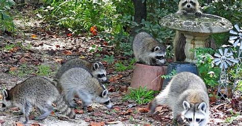 Trash Can Pandas Summerville Sc Usa Album On Imgur