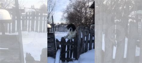 Алтайский край С боровиха купить в Боровихе Животные и зоотовары Авито