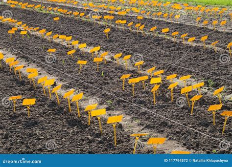 Etiquetas Para Plantar Em Um Campo Foto De Stock Imagem De Nave