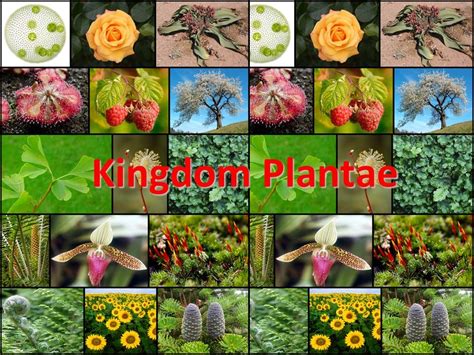 Plant Kingdom Diagram Quizlet
