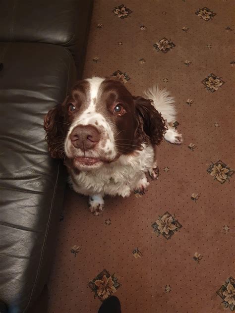 Daily Hugo Post 68 Rforsen