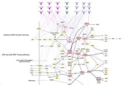 Targeted Genes In The Mitogen Activated Protein Kinase Pathway Mapk
