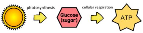Cellular Respiration Fermentation Flashcards Quizlet