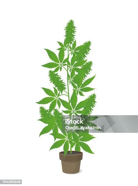 대 마 화분에 심어 마리화나 또는 대마초 인 디카 트리 흰색 바탕에 고립 된 벡터 일러스트 집에서 냄비에 자라는 잡 초 대마속에 대한 스톡 벡터 아트 및 기타 이미지