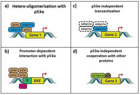 The Emerging Landscape Of P53 Isoforms In Physiology Cancer And