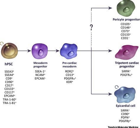 Biomarkers Of Human Pluripotent Stem Cell Derived Cardiac Lineages