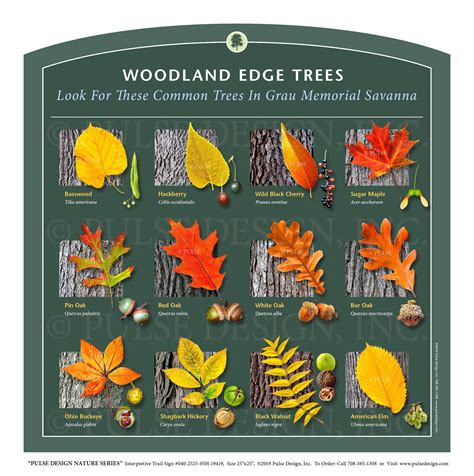 PDNS Tree And Leaf Identification Guide Parts Of Tree Anatomy Outdoor Interpretive Signs Pulse