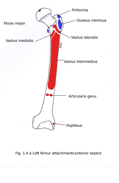 Femur Muscle Attachments