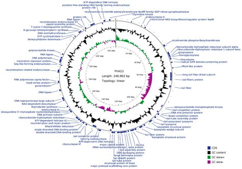 Genome Circle Map Of Pva23 The Outermost Circle Represents Orfs