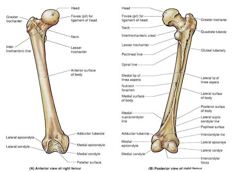 Femur Bone Femur Bone Basic Anatomy And Physiology Anatomy Bones