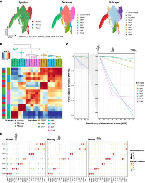 Decoding The Ontogeny Of Myeloid Lineage Diversity By Cross Species And