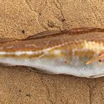 Collection Order Gadiformes