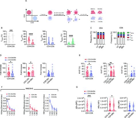 Cd4 Car T Cells Display Greater Activation And Proliferation Potential