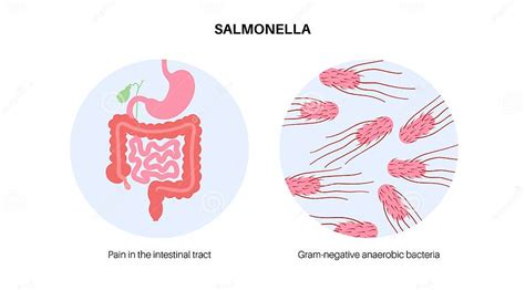 Salmonella Typhimurium Cells Stock Illustration Illustration Of Microbiology System 324086034