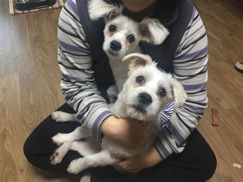 도서출판 탐탐일가 3권 등장 캐릭터를 수정 And 추가했습니다 제제의 출현 사진 뒤에서부터 먹는언니 탐탐 제제 탐탐 유기견 출신 강아지 2017년 7월