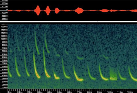 Bat Detector Types Wildcare