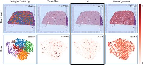 Scgreat Transformer Based Deep Language Model For Gene Regulatory Network Inference From Single