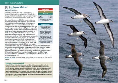 Antarctic Birds Identification