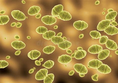 Lactococcus Genus Stock Illustrations 1 Lactococcus Genus Stock Illustrations Vectors
