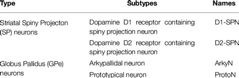 Types And Subtypes Of Neurons Used In The Simulations Download Table
