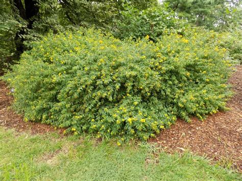 Shrubby St Johns Wort Msd