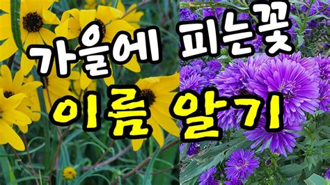 가을에 피는 꽃 모양 보고 이름알기 Youtube
