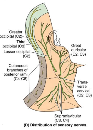 Nerve Plexuses Flashcards Quizlet