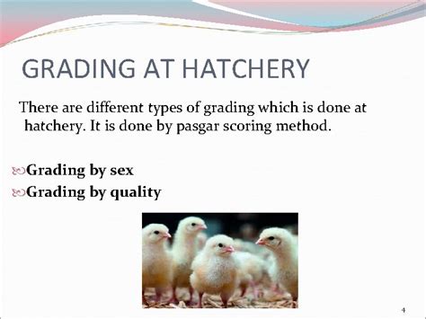 Grading And Sexing Of Chicks Presented By Michael