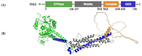 The Drp1 Mediated Mitochondrial Fission Protein Interactome As An Emerging Core Player In