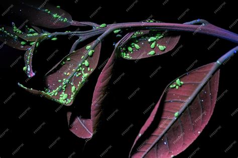 Premium Photo Small Spiraea Aphids Under Ultraviolet Light Of Flashlight