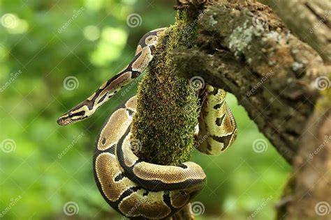 The Ball Python Python Regius Also Called The Royal Python On The Old