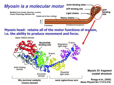 Physiology Of Muscle Tissue Ppt Download